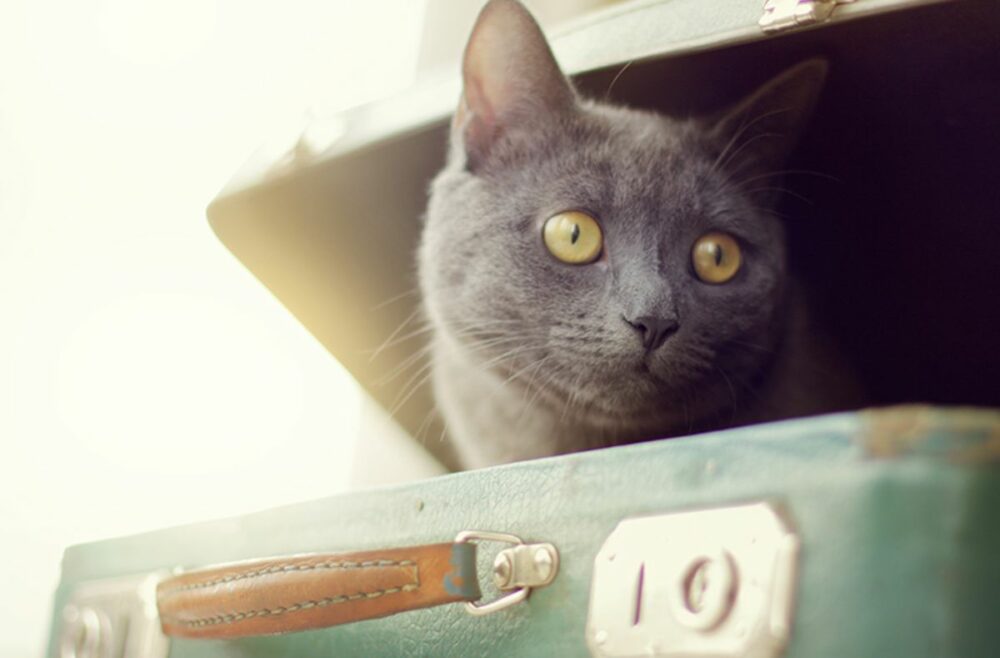 Viajar con gatos: consejos y opciones para hacerlo de forma segura